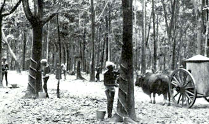 About rubber - Articles | Economic History Malaysia