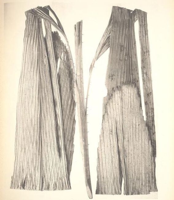 The “knowledge economy” and tin mining in 19th-century Malaya ...